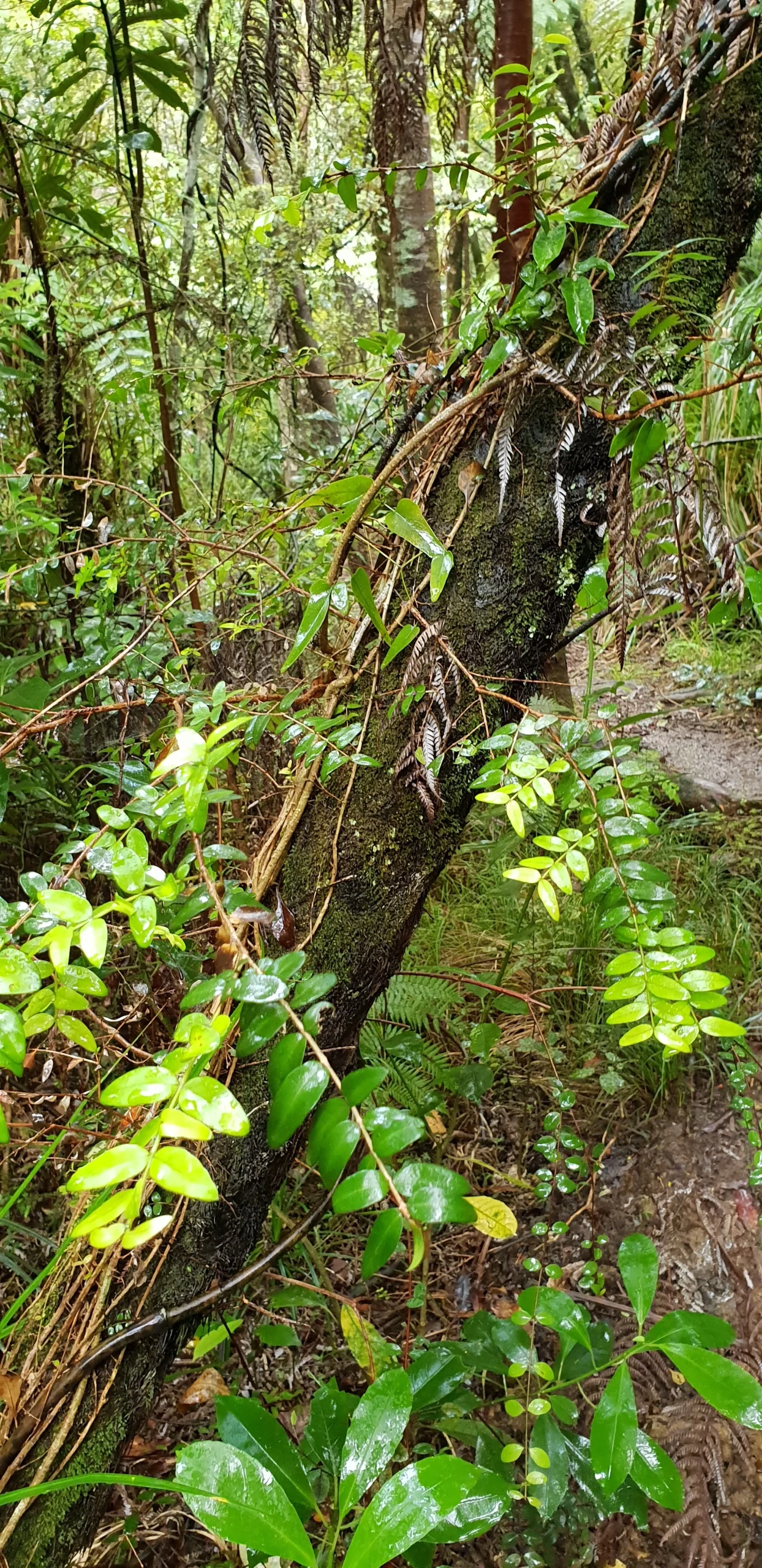 White Rātā Vine (Metrosideros diffusa) | Tangihua, Northland