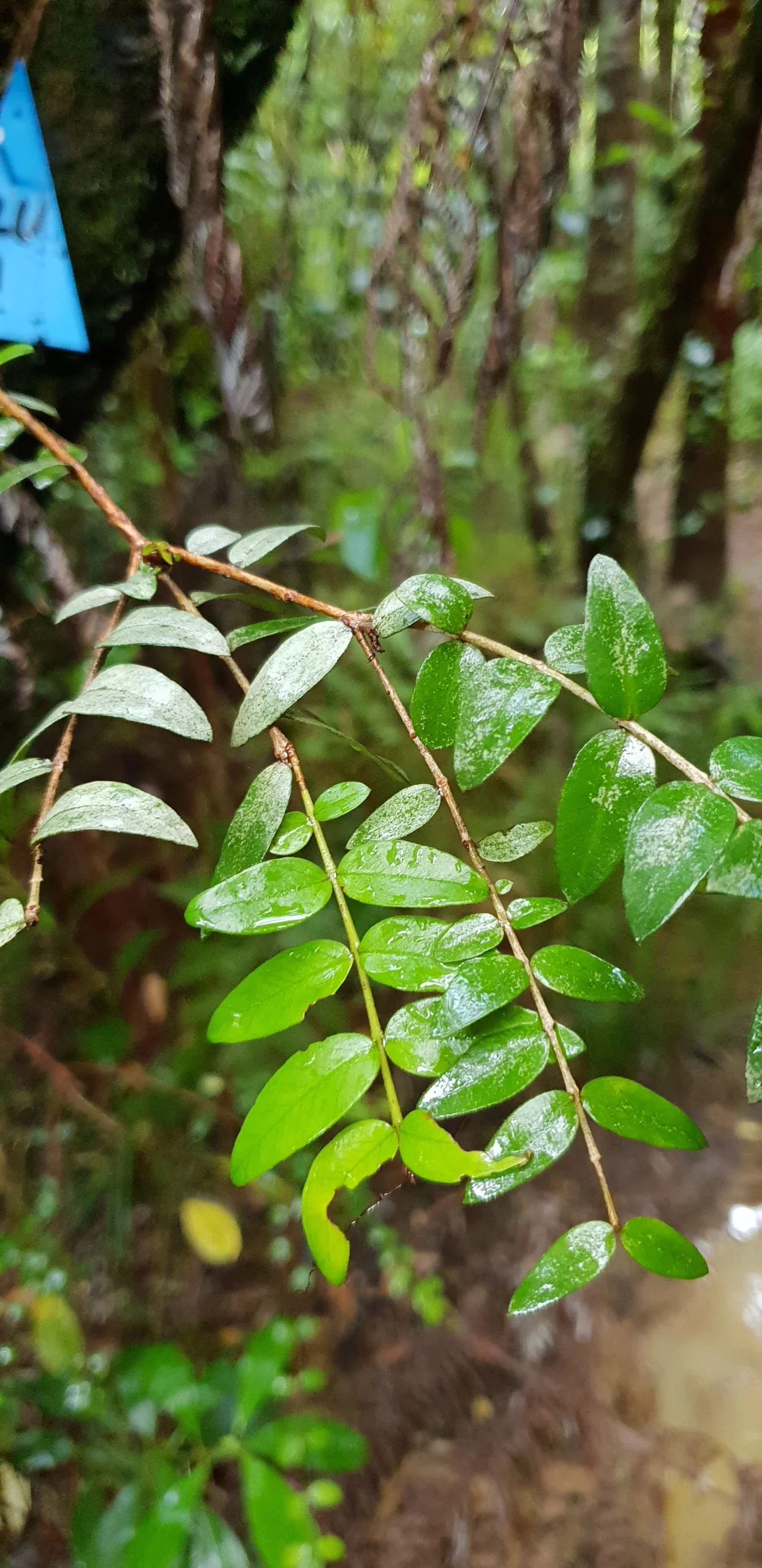 Rata Vines & Trees of Northland | Tangihua