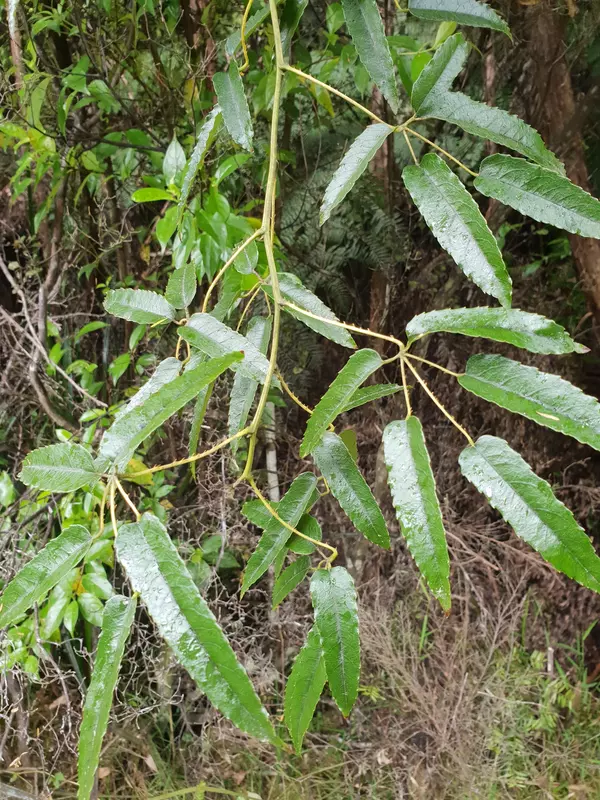 Bush Lawyer Vine Tangihua