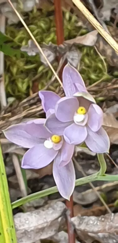 Native Orchids (Thelymitra) | Tangihua, Northland