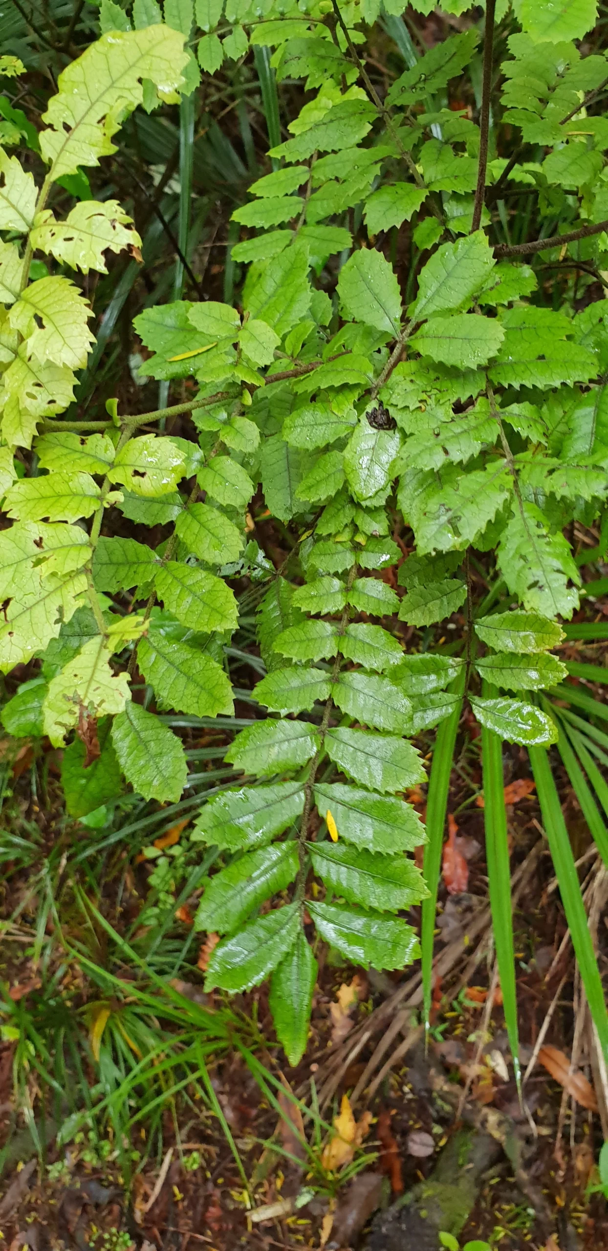 Towhai or Tawhero Northland native trees tangiua nature trail
