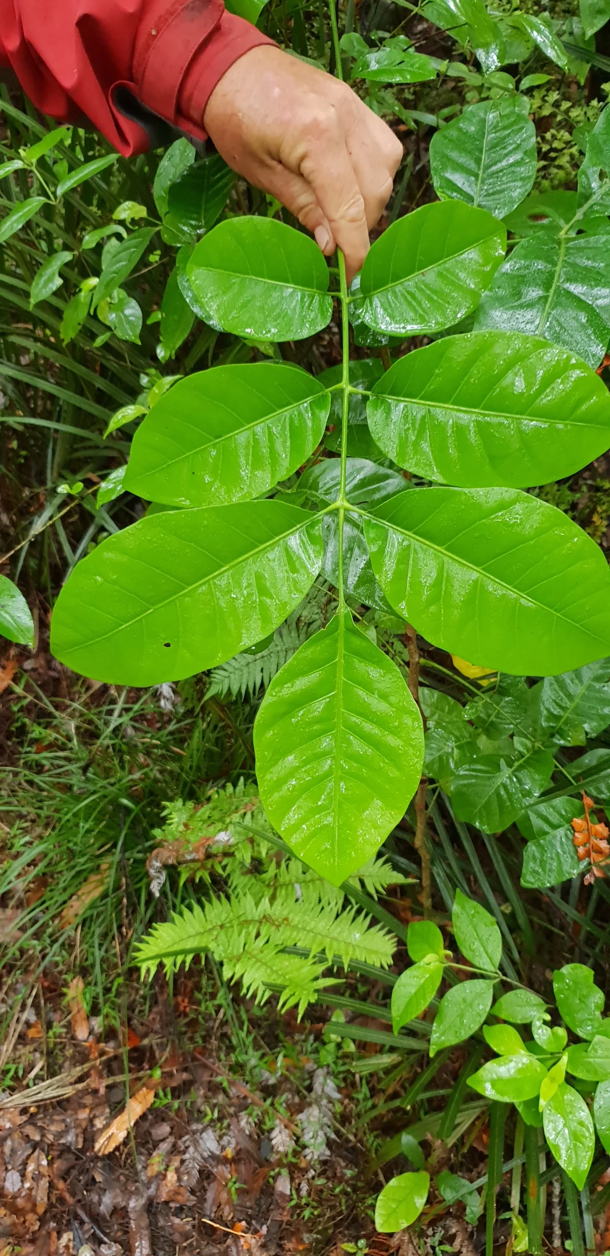 Kohekohe (Dysoxylum spectabile) | Tangihua, Northland
